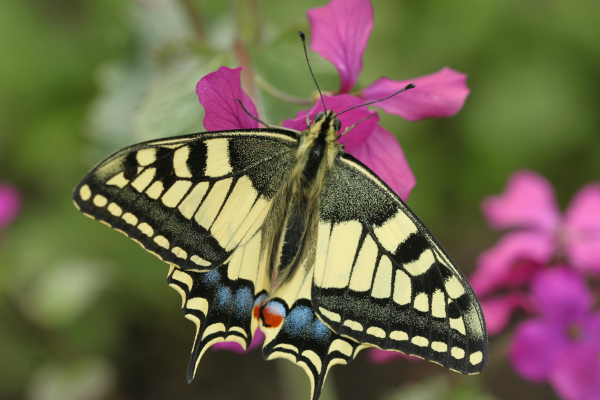 Heropening Vlindertuin | Nationaal Park